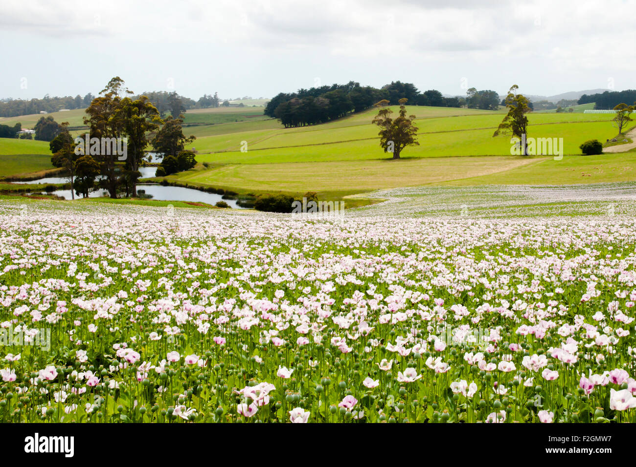 Poppy Field - Tasmania - Australia Stock Photo - Alamy