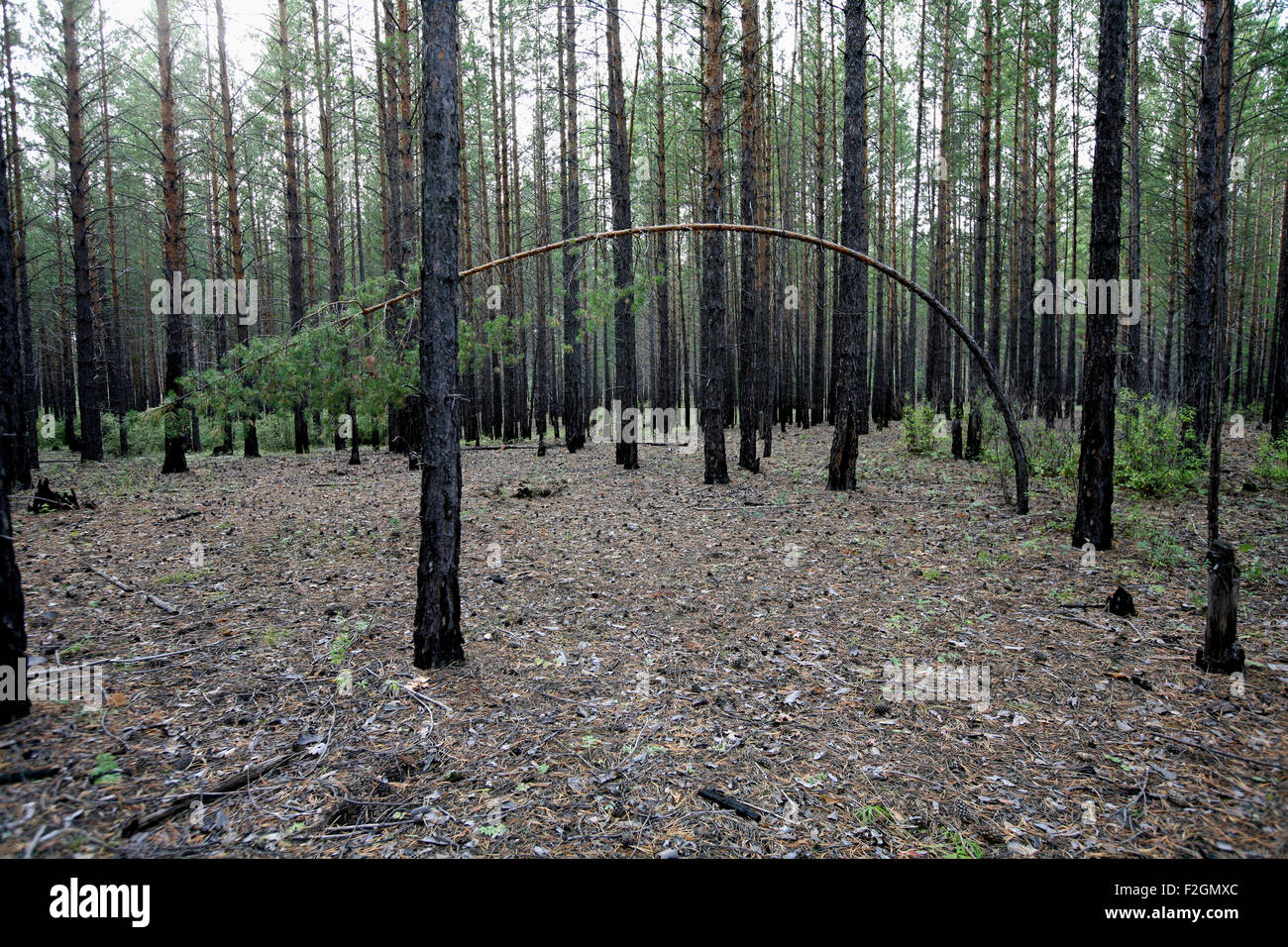 Bent pine tree hi-res stock photography and images - Alamy