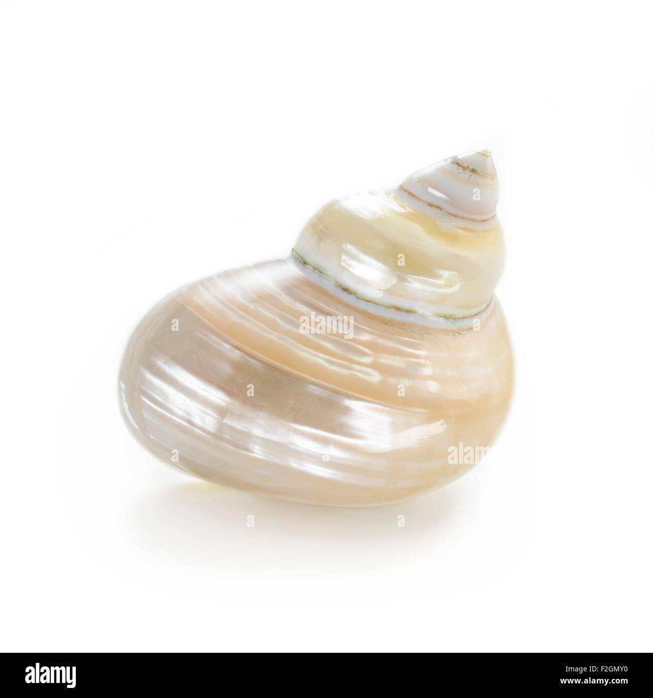 Shiny shell hi-res stock photography and images - Alamy