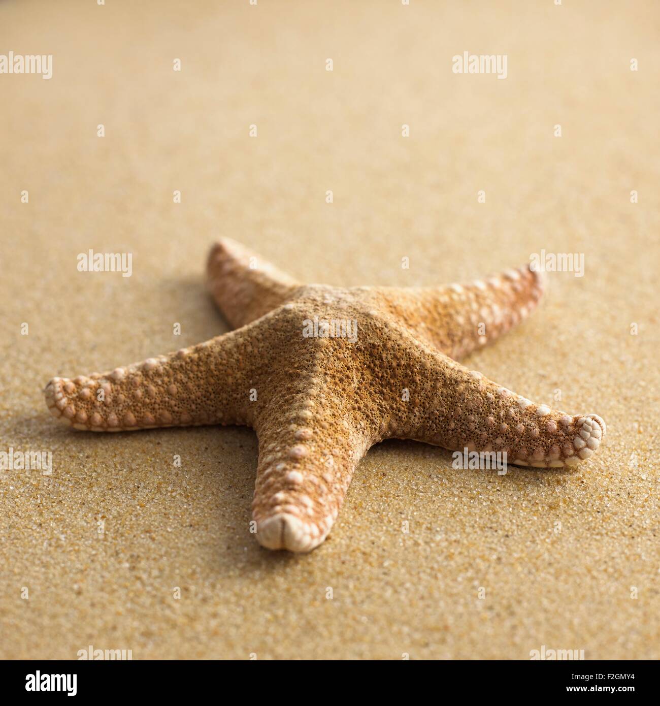 Tiger sea star hi-res stock photography and images - Alamy