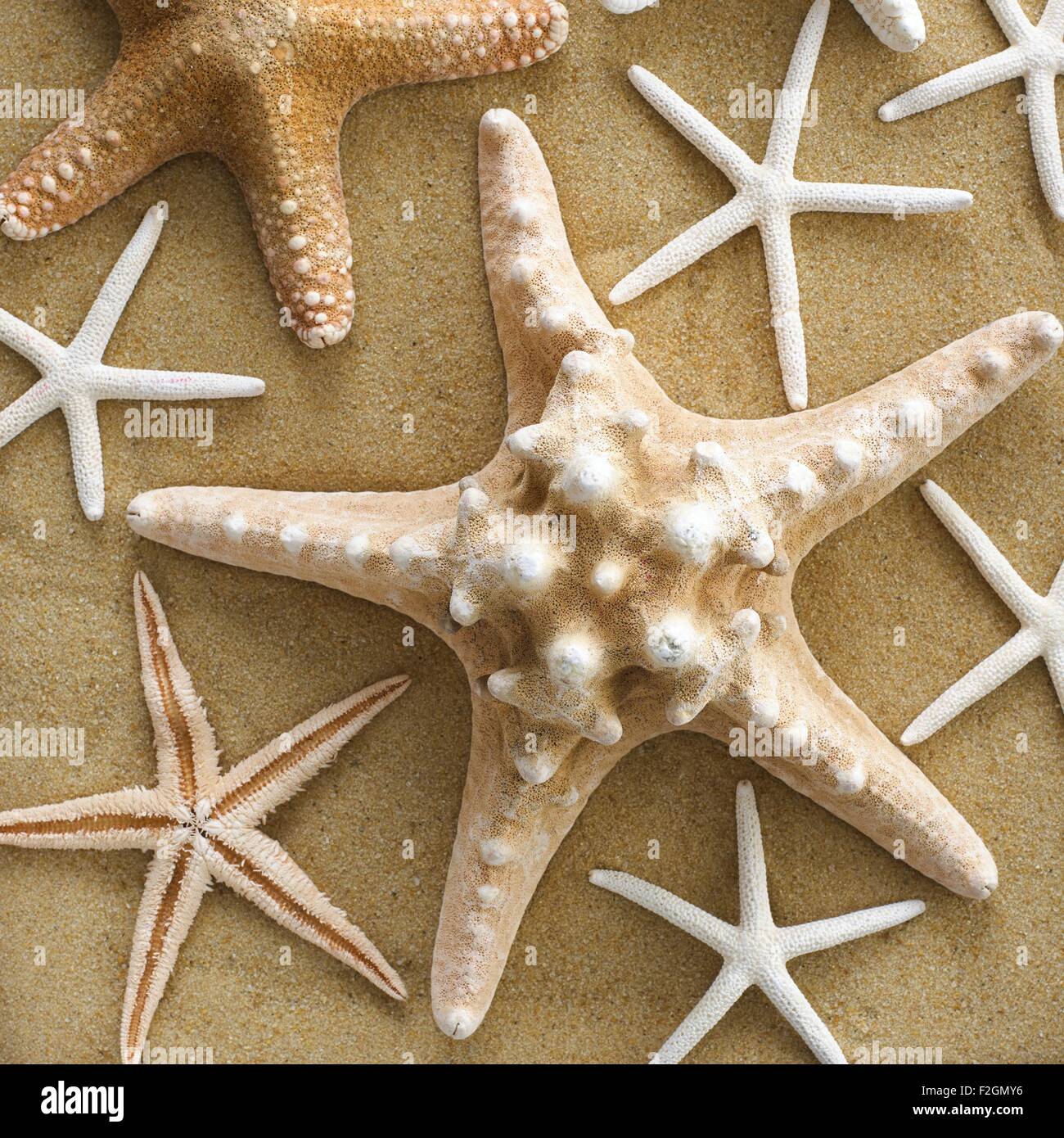 Group starfish hi-res stock photography and images - Alamy