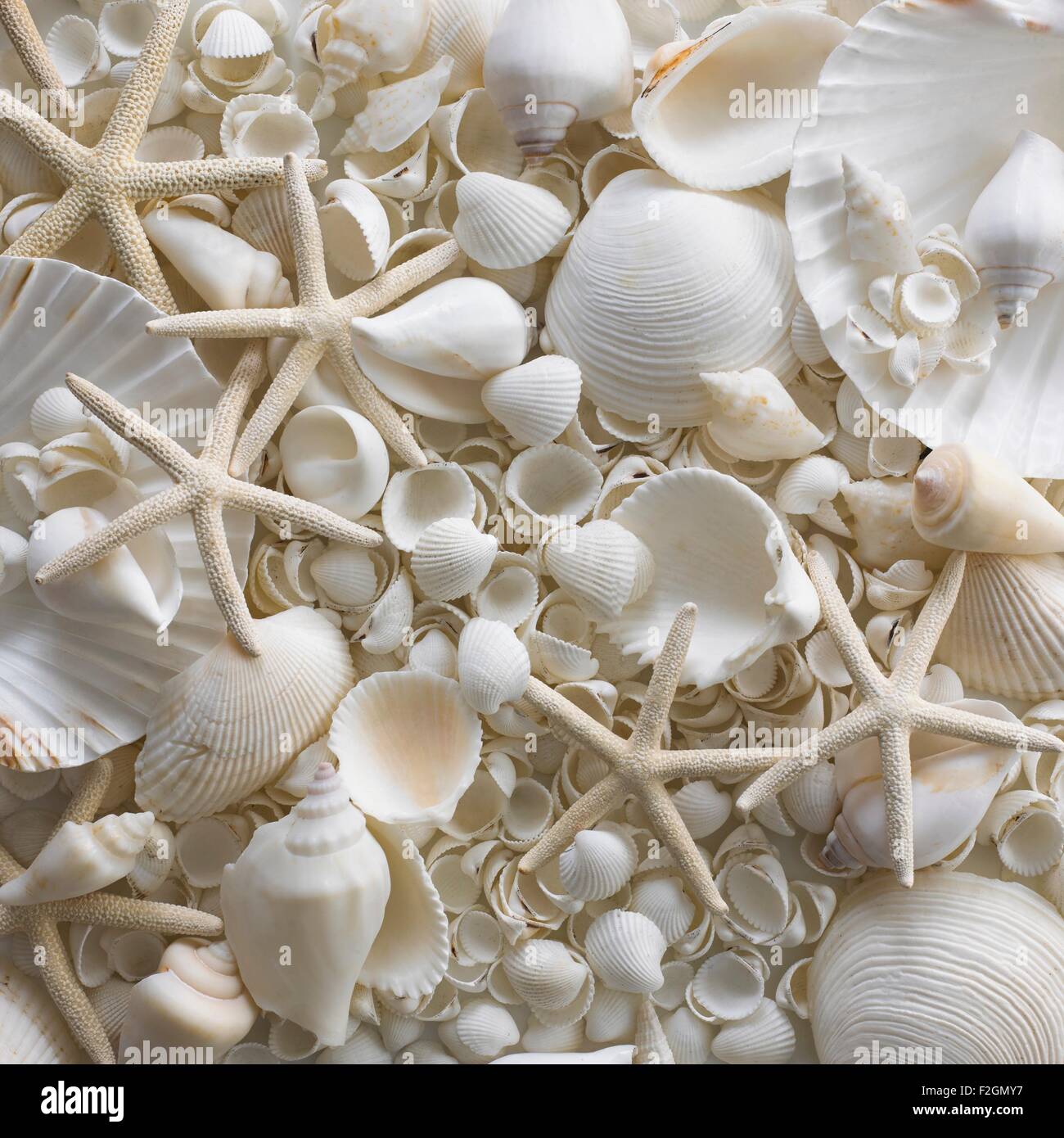Selection of sea shells and star fish Stock Photo - Alamy