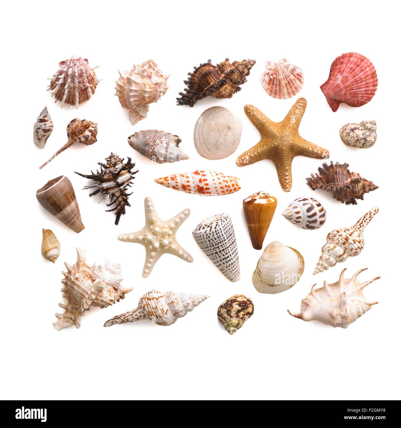 Selection of sea shells and star fish Stock Photo - Alamy