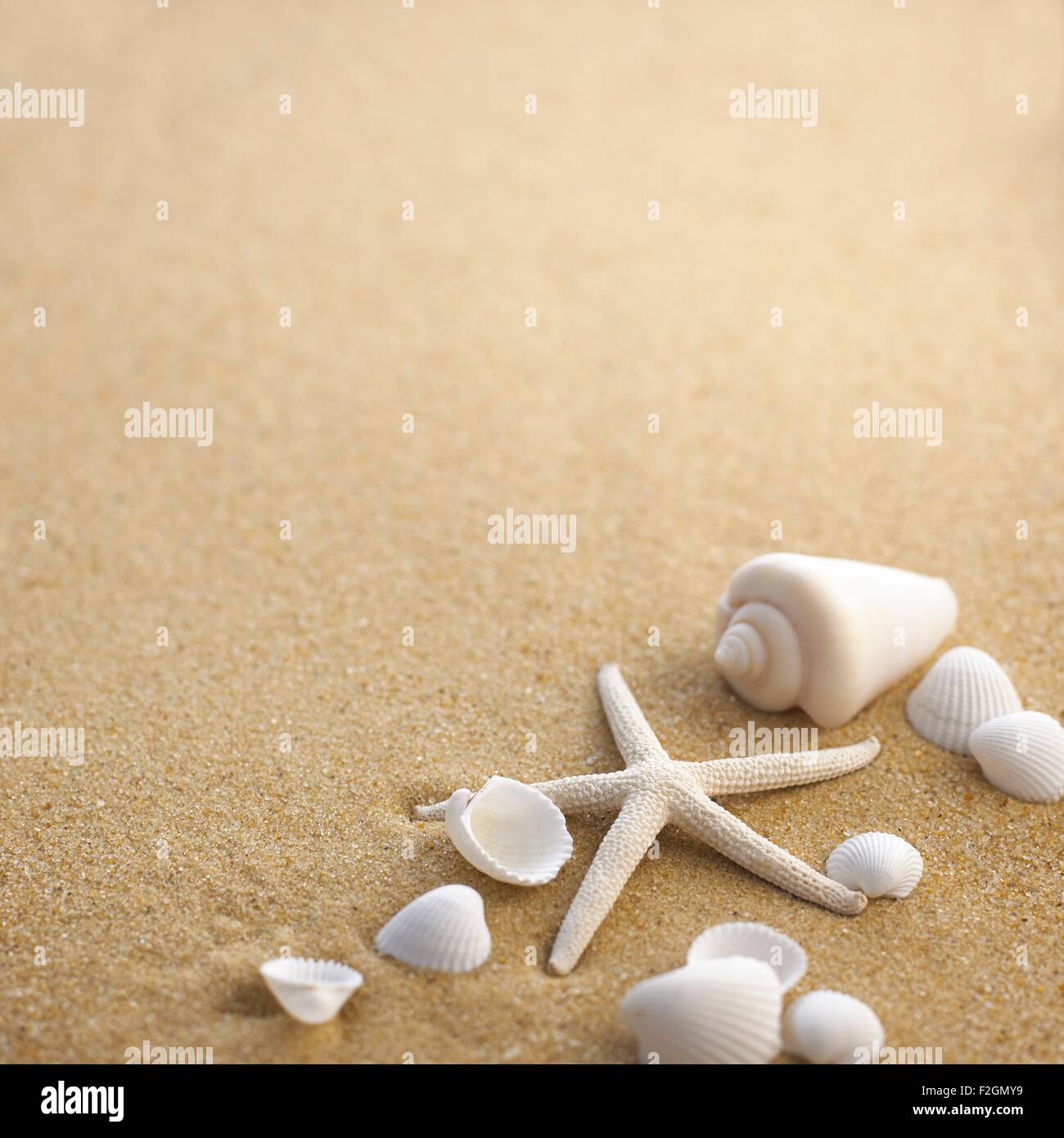 White star fish hi-res stock photography and images - Alamy