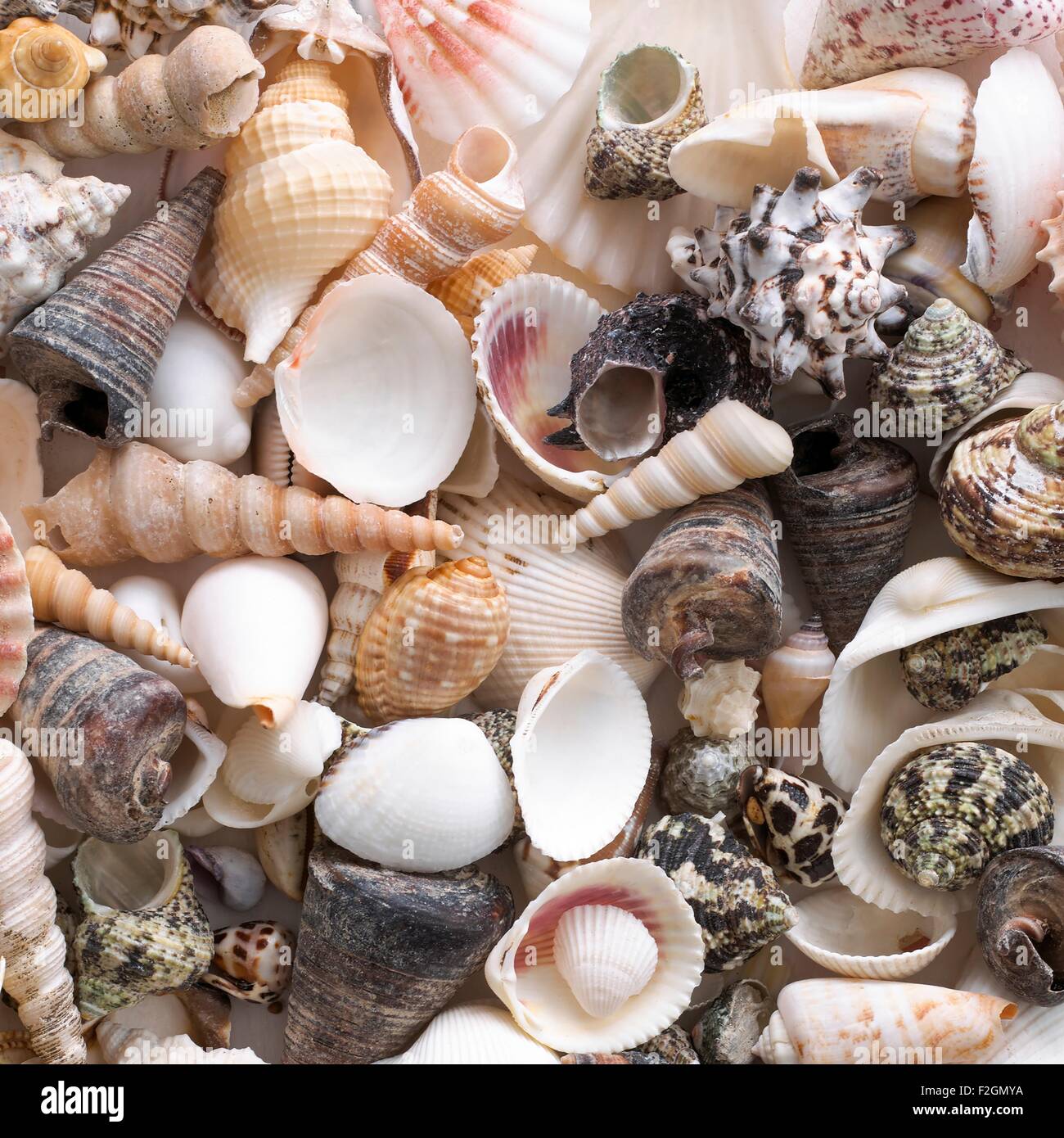 Full of shells hi-res stock photography and images - Alamy