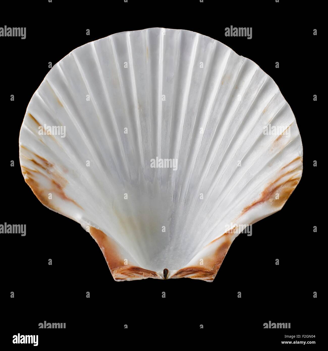 Shell pecten hi-res stock photography and images - Alamy