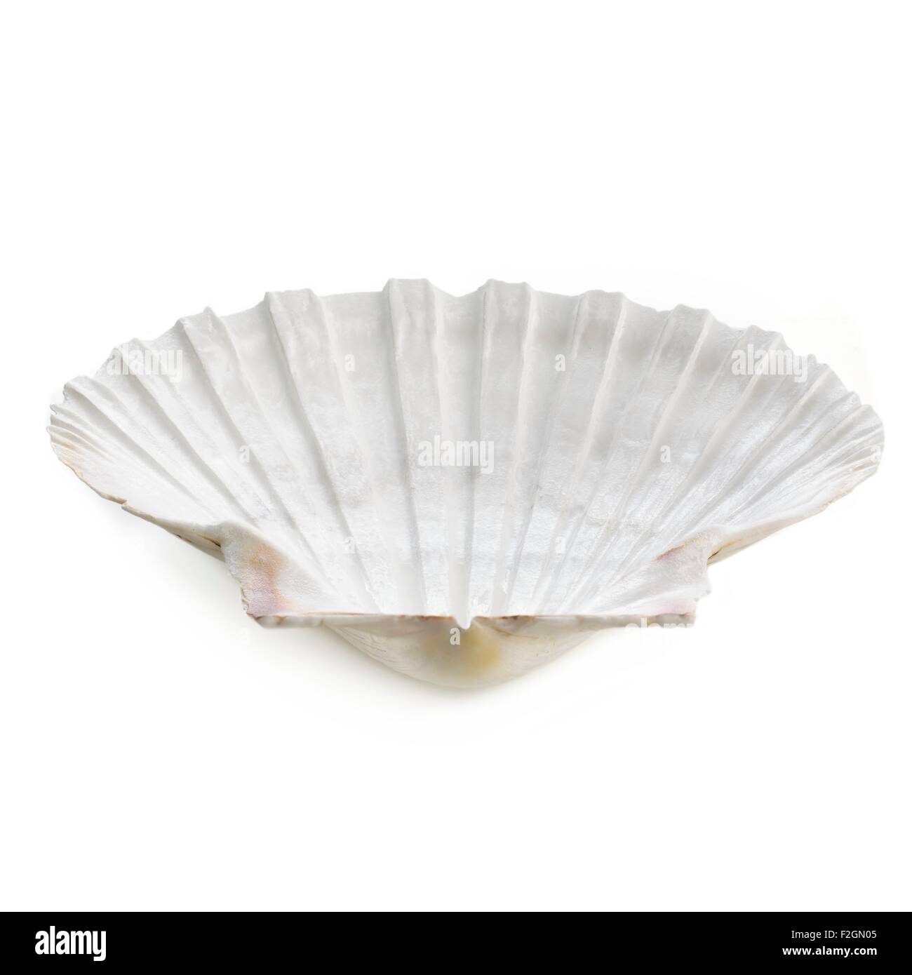 Pecten shell hi-res stock photography and images - Alamy