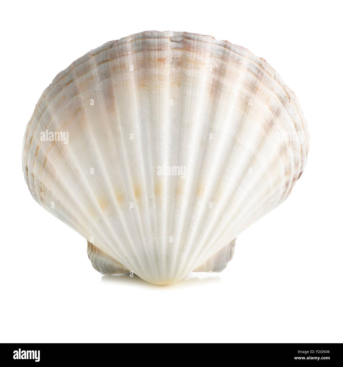 Shell pecten hi-res stock photography and images - Alamy