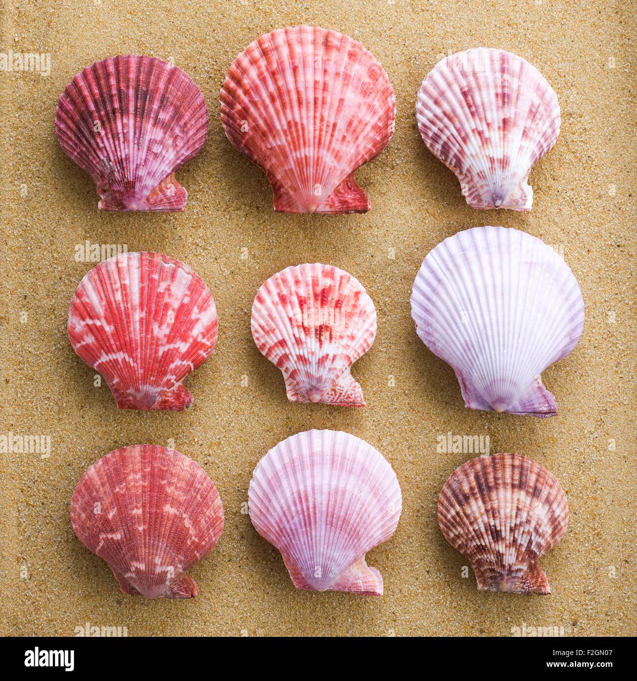 Scallop shells in rows Stock Photo - Alamy