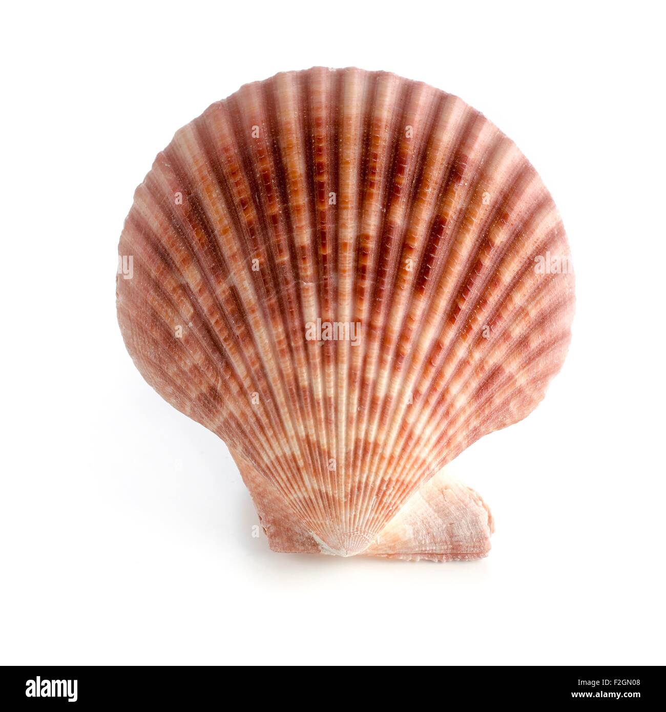 Shell pecten hi-res stock photography and images - Alamy