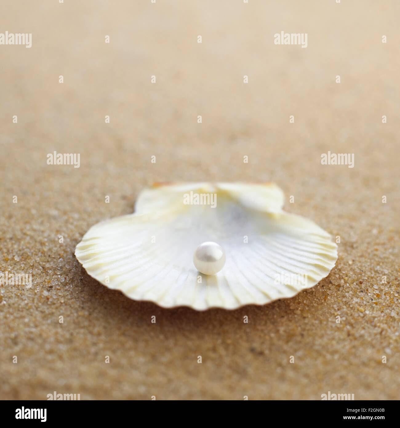 Clam shell with pearl inside Stock Photo - Alamy
