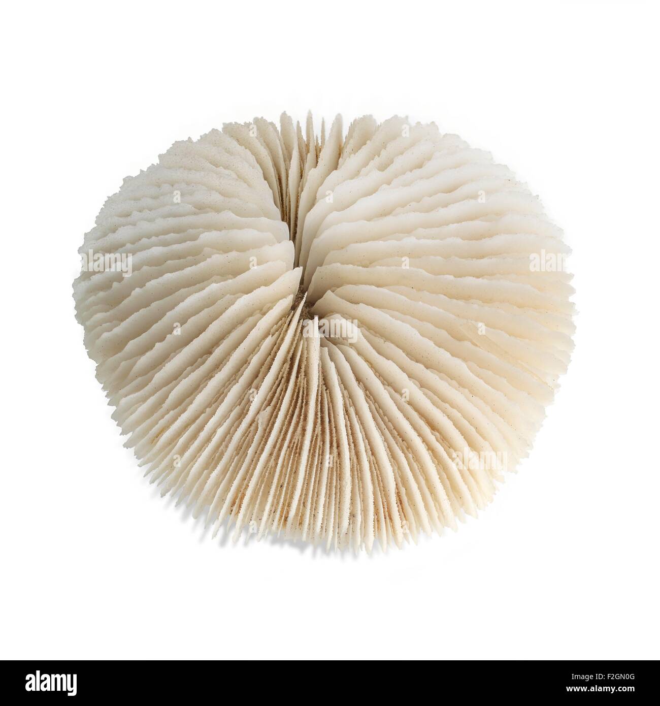 Family fungiidae hi-res stock photography and images - Alamy