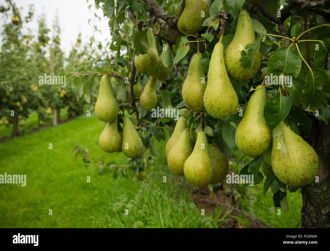 ripe pears ready for harvest in a pear orchard in the netherlands Stock ...