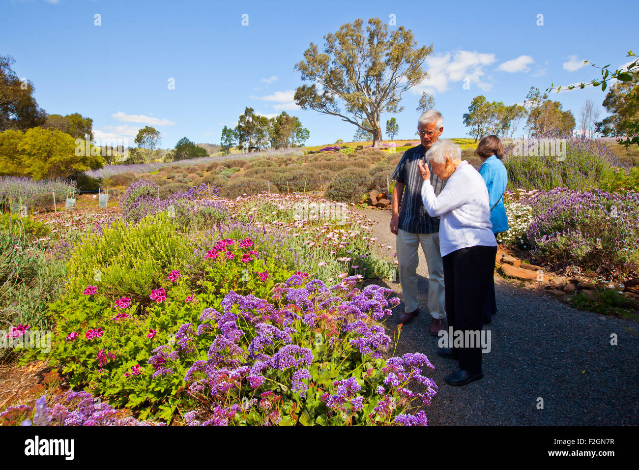 Lyndoch Lavender farm Barossa Valley South Australia Stock Photo - Alamy