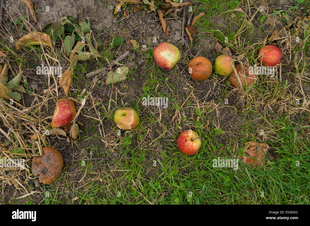 fallen and rotting apples on the ground Stock Photo - Alamy
