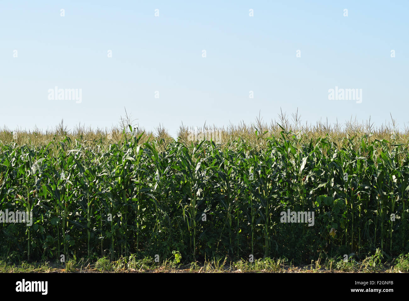 Corn field. Forage crops, cultivation of corn on a silo Stock Photo - Alamy