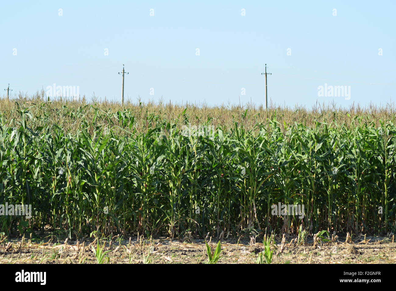 Corn field. Forage crops, cultivation of corn on a silo Stock Photo - Alamy