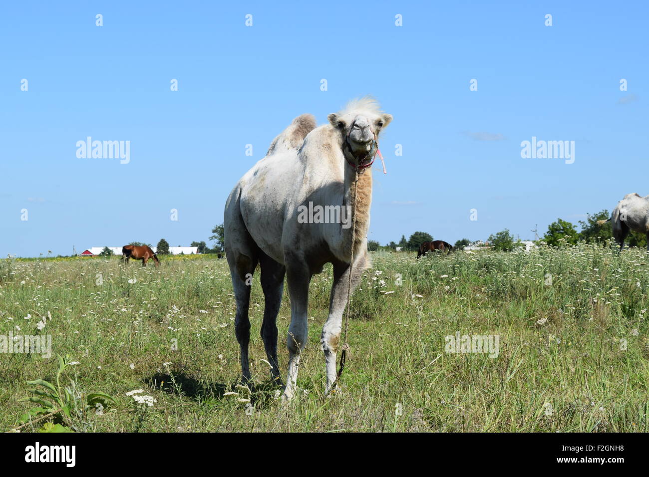 Camel on a pasture. Animals on private farm Stock Photo - Alamy