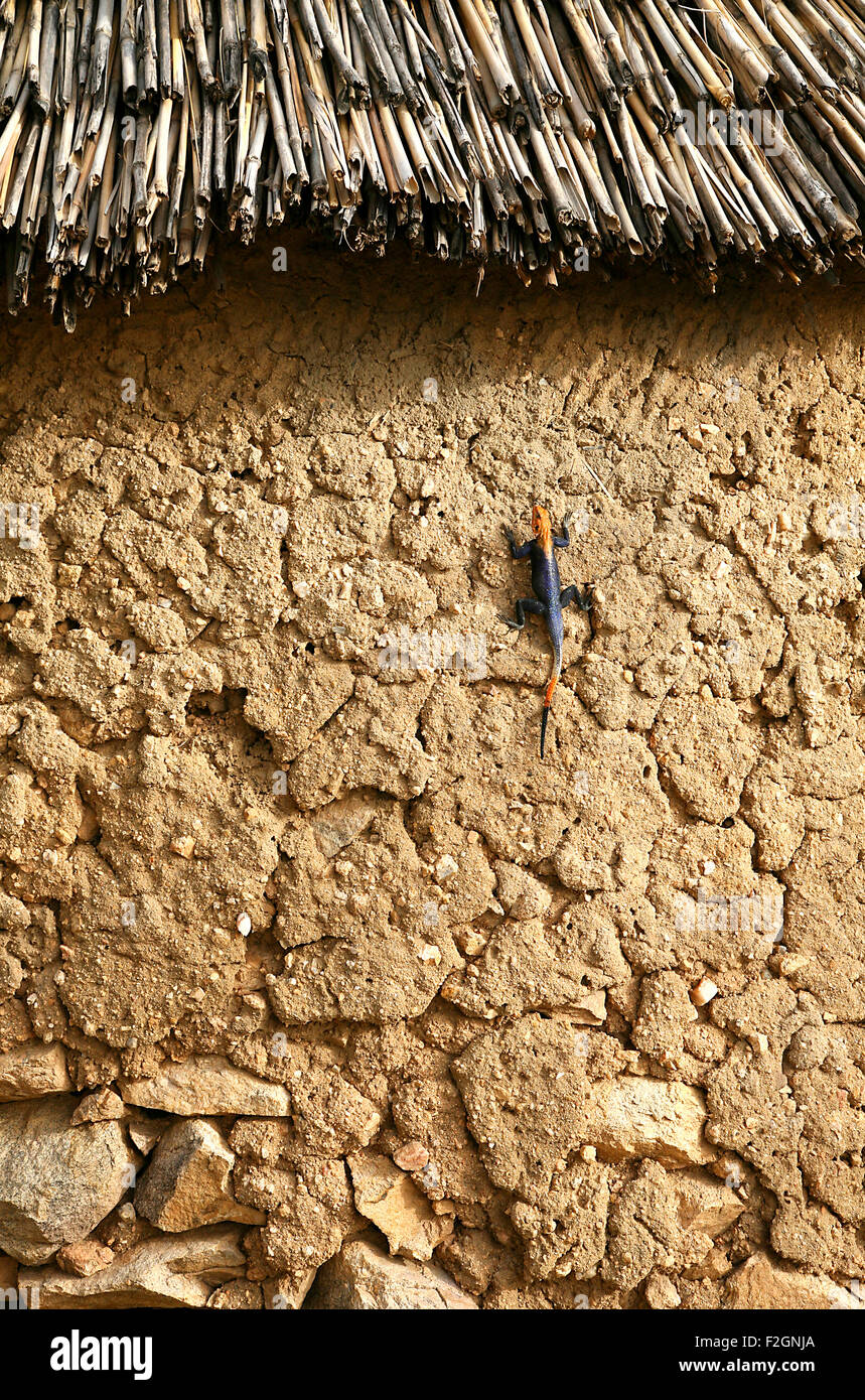 Orange headed lizard on mud wall Stock Photo - Alamy
