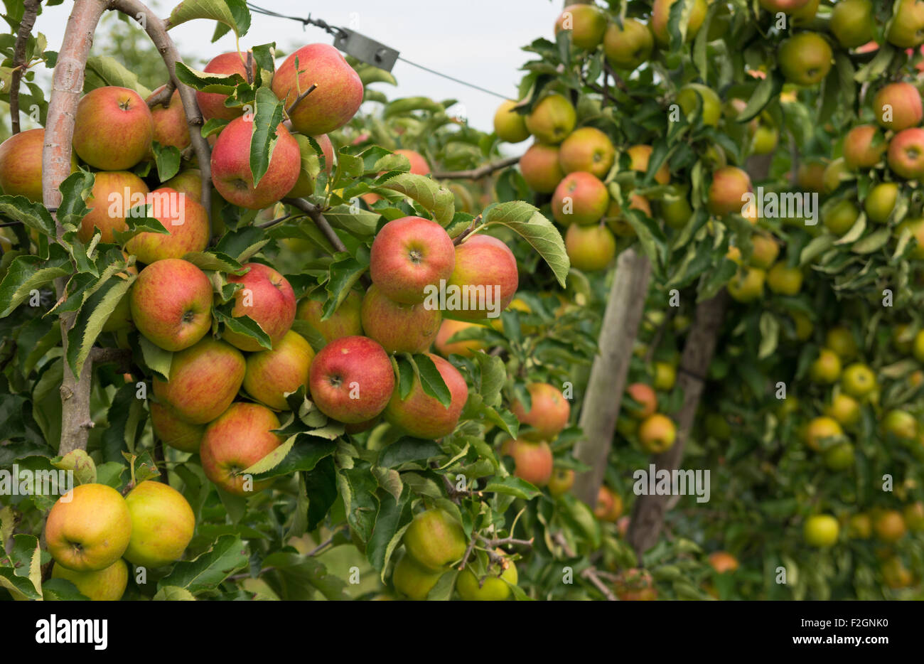 ripe red apples in an orchard in the netherlands Stock Photo - Alamy