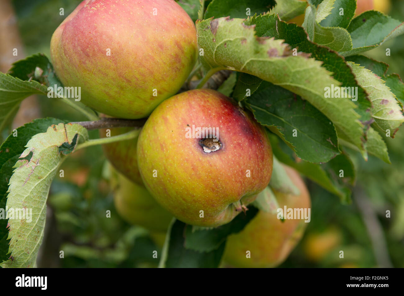 apple with hole in it caused by insects Stock Photo - Alamy