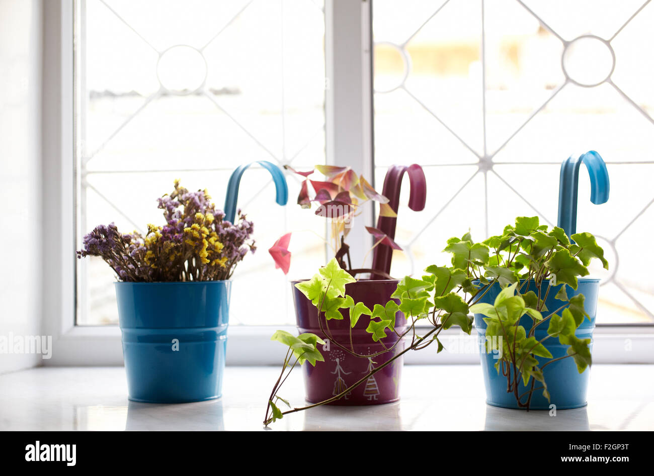 Photo of nice pots plant Stock Photo - Alamy