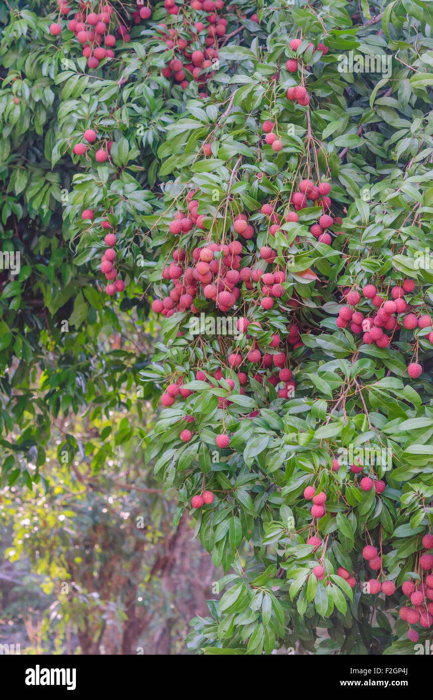 fresh lychee on tree in lychee orchard Stock Photo - Alamy