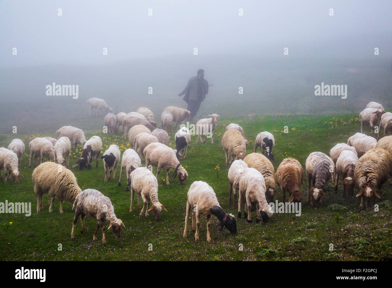 Daylight sheep environment hi-res stock photography and images - Alamy