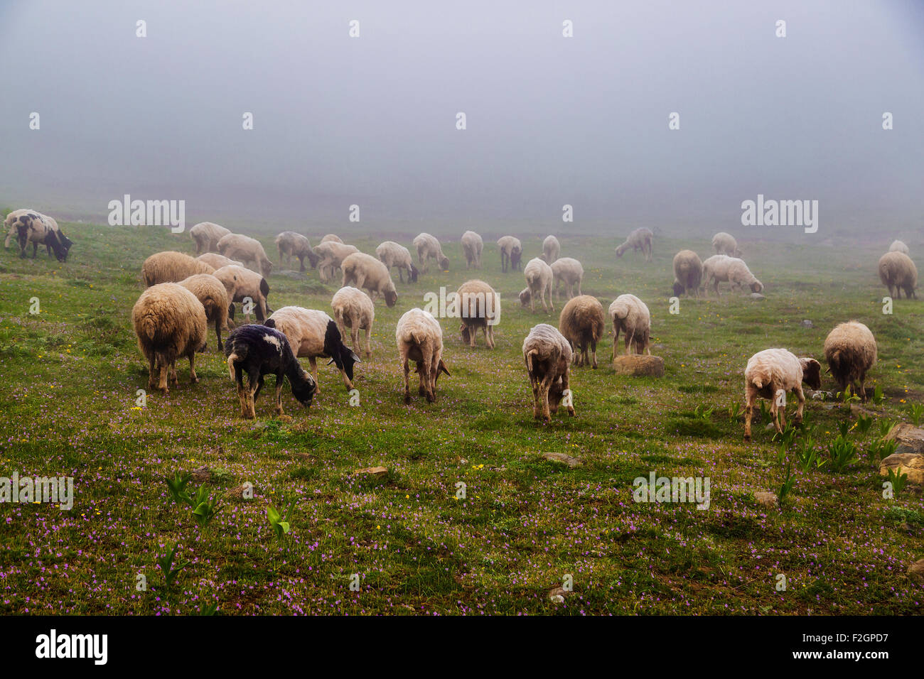 Daylight sheep environment hi-res stock photography and images - Alamy