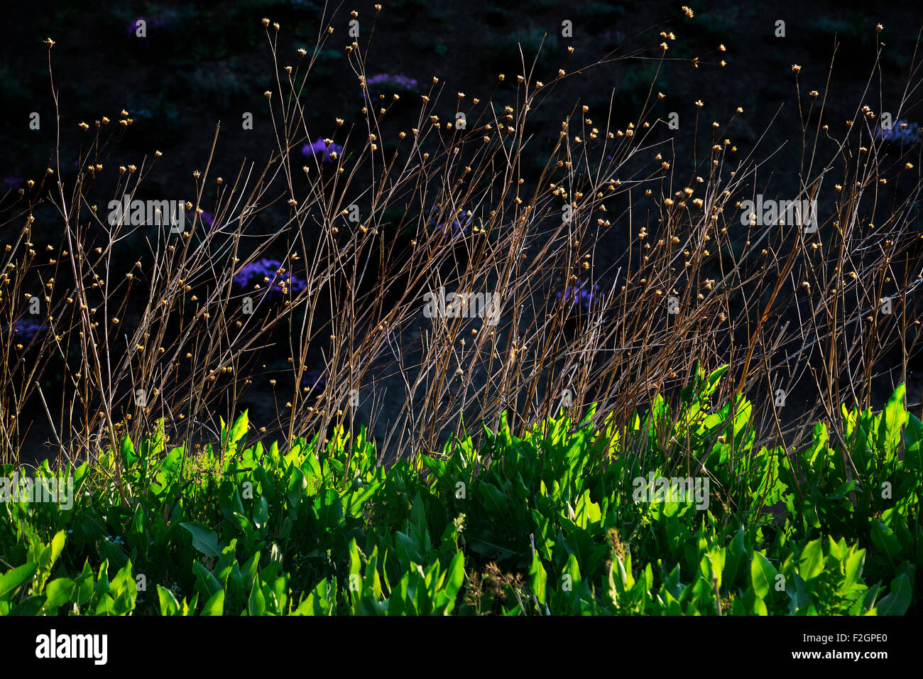 Outdoor exterior day daytime daylight flower nature scene scenery ...
