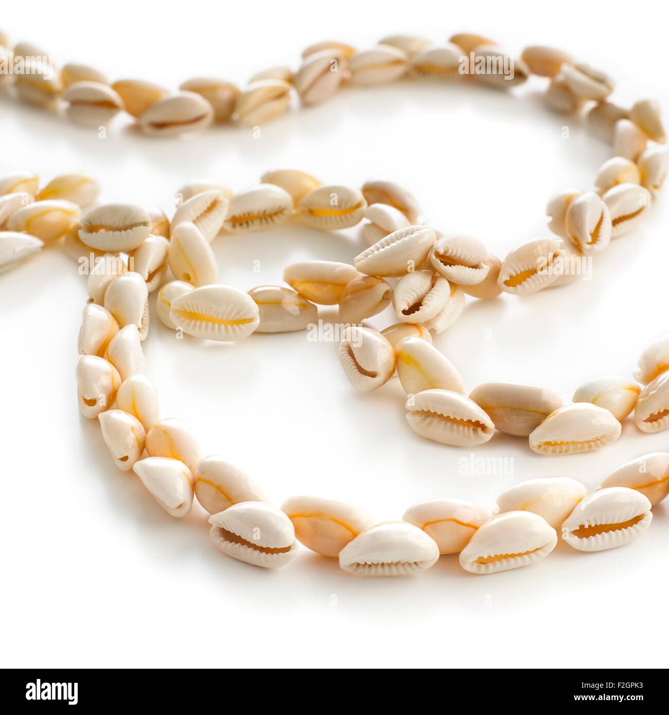 Cowry shell hi-res stock photography and images - Alamy