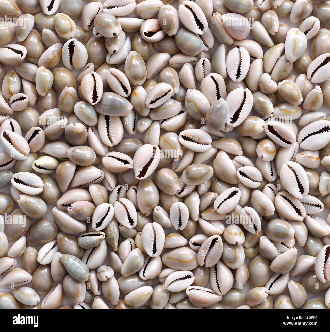 Money cowry sea shells Stock Photo - Alamy