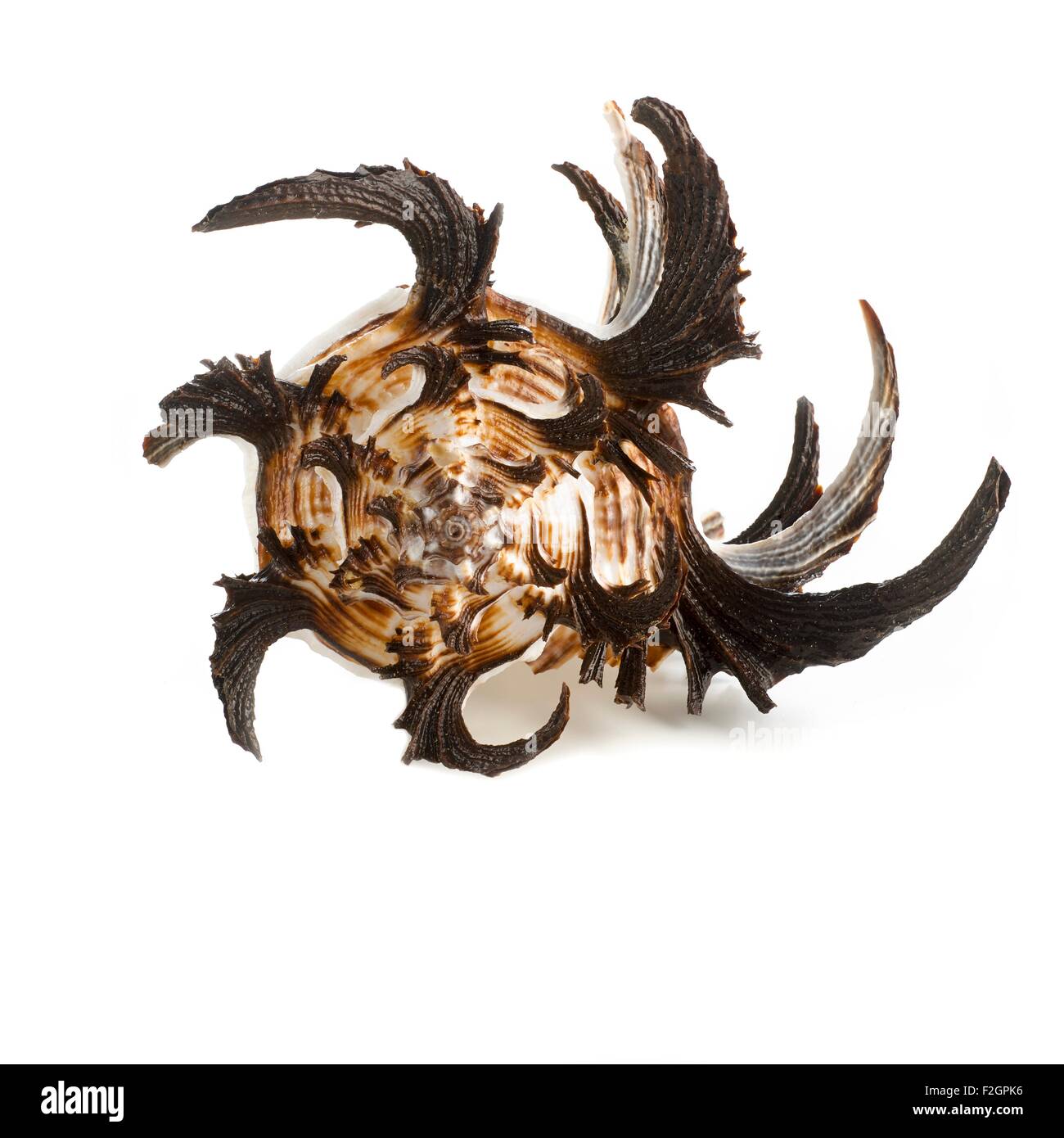 Mollusc mollusca snail hi-res stock photography and images - Alamy