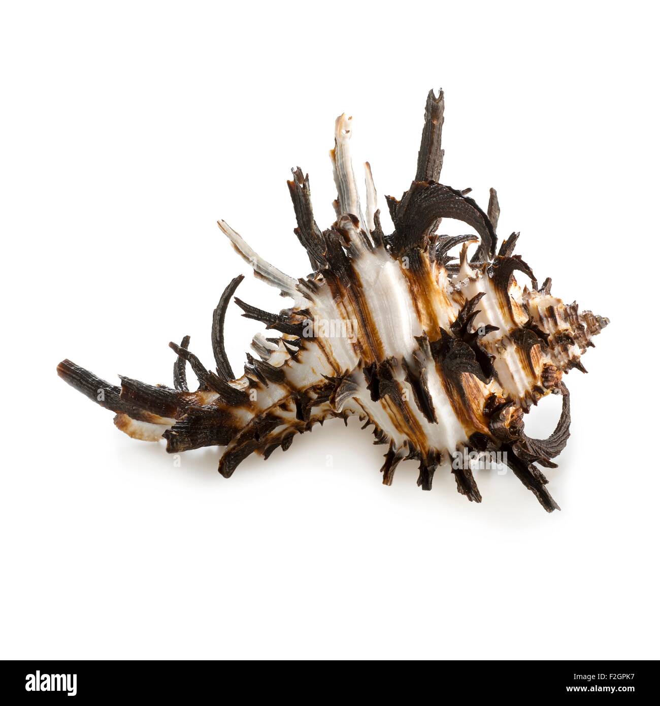 Longspine sea snail shell Stock Photo - Alamy