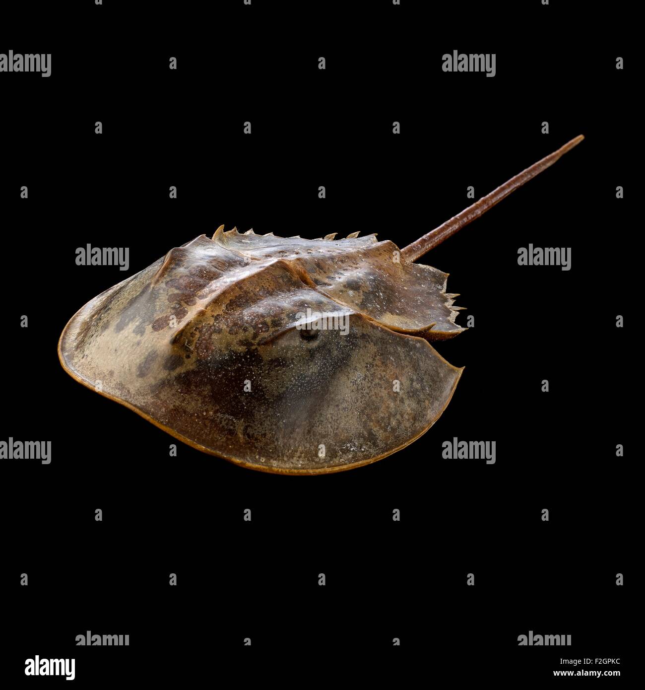 Horseshoe crab fossil hi-res stock photography and images - Alamy