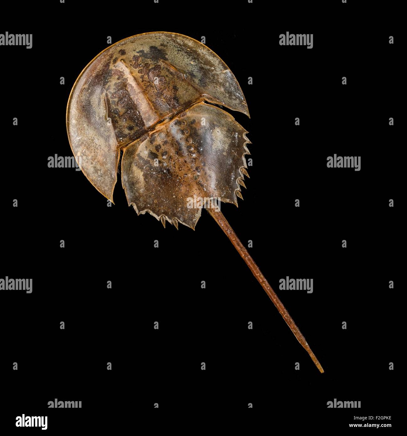 Horseshoe crab fossil hi-res stock photography and images - Alamy