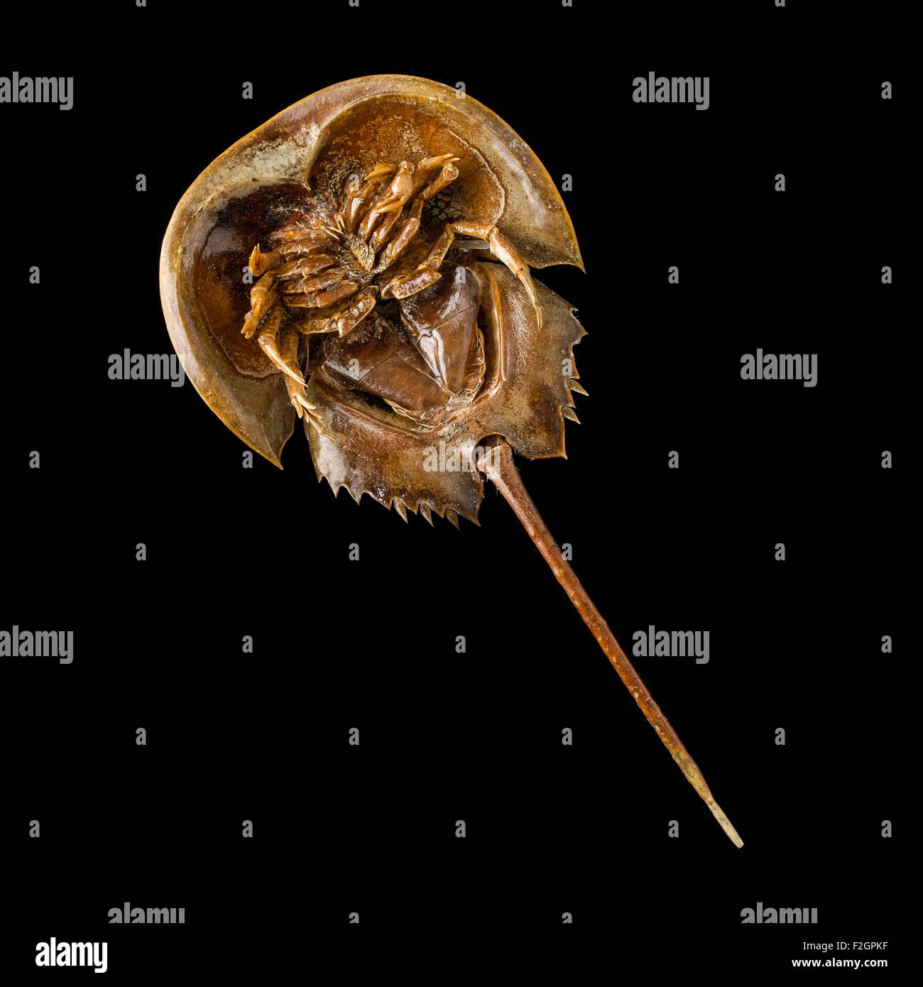 Horseshoe crab fossil hi-res stock photography and images - Alamy