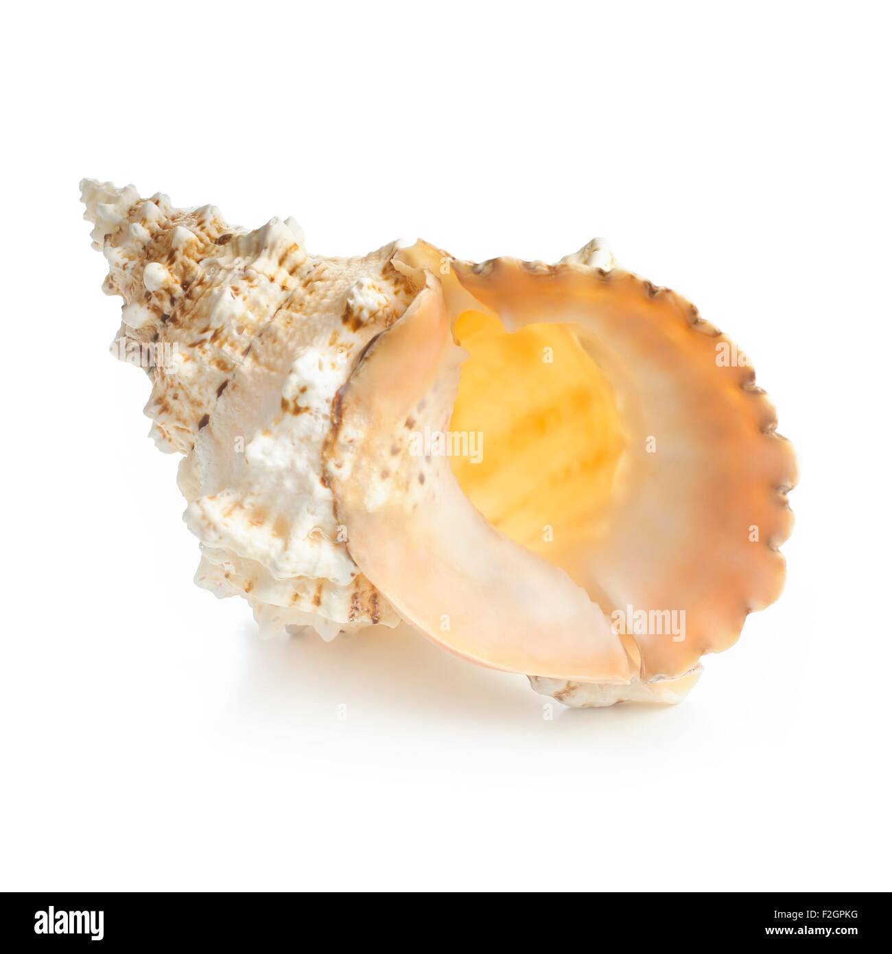 Seashell frog hi-res stock photography and images - Alamy