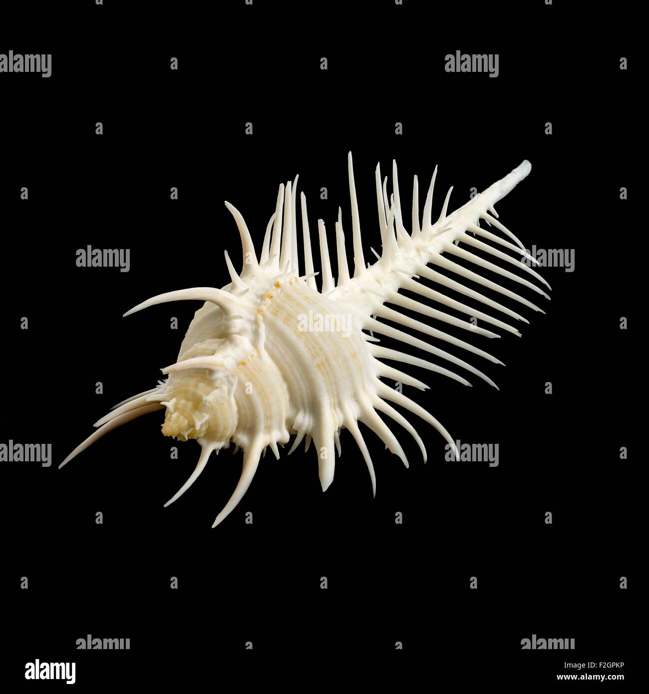Murex mollusc shell hi-res stock photography and images - Alamy
