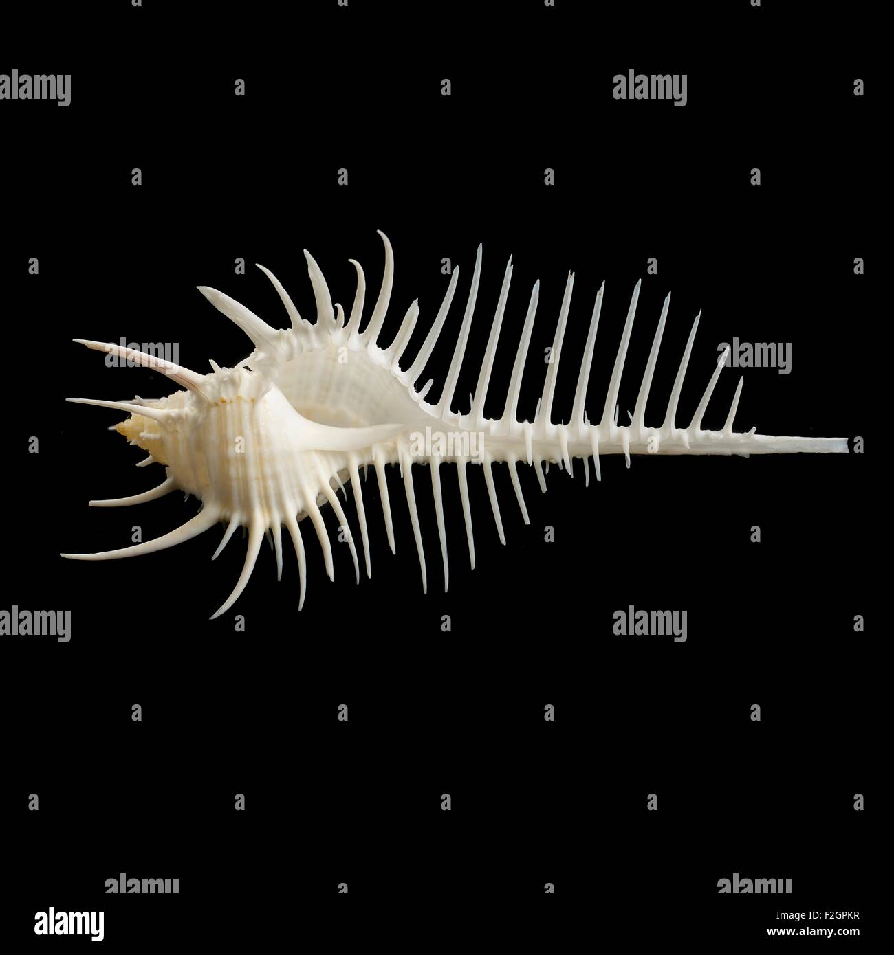 Murex mollusc shell hi-res stock photography and images - Alamy