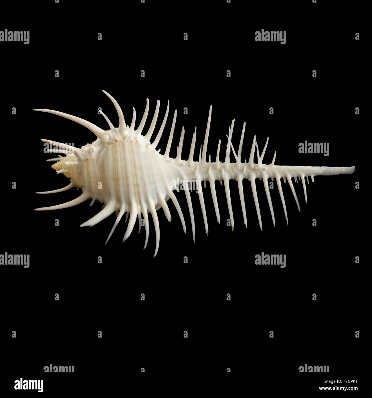 Murex mollusc shell hi-res stock photography and images - Alamy