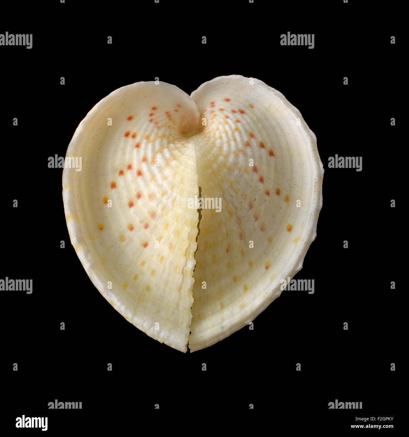 Cockle mollusc sea shell hi-res stock photography and images - Alamy