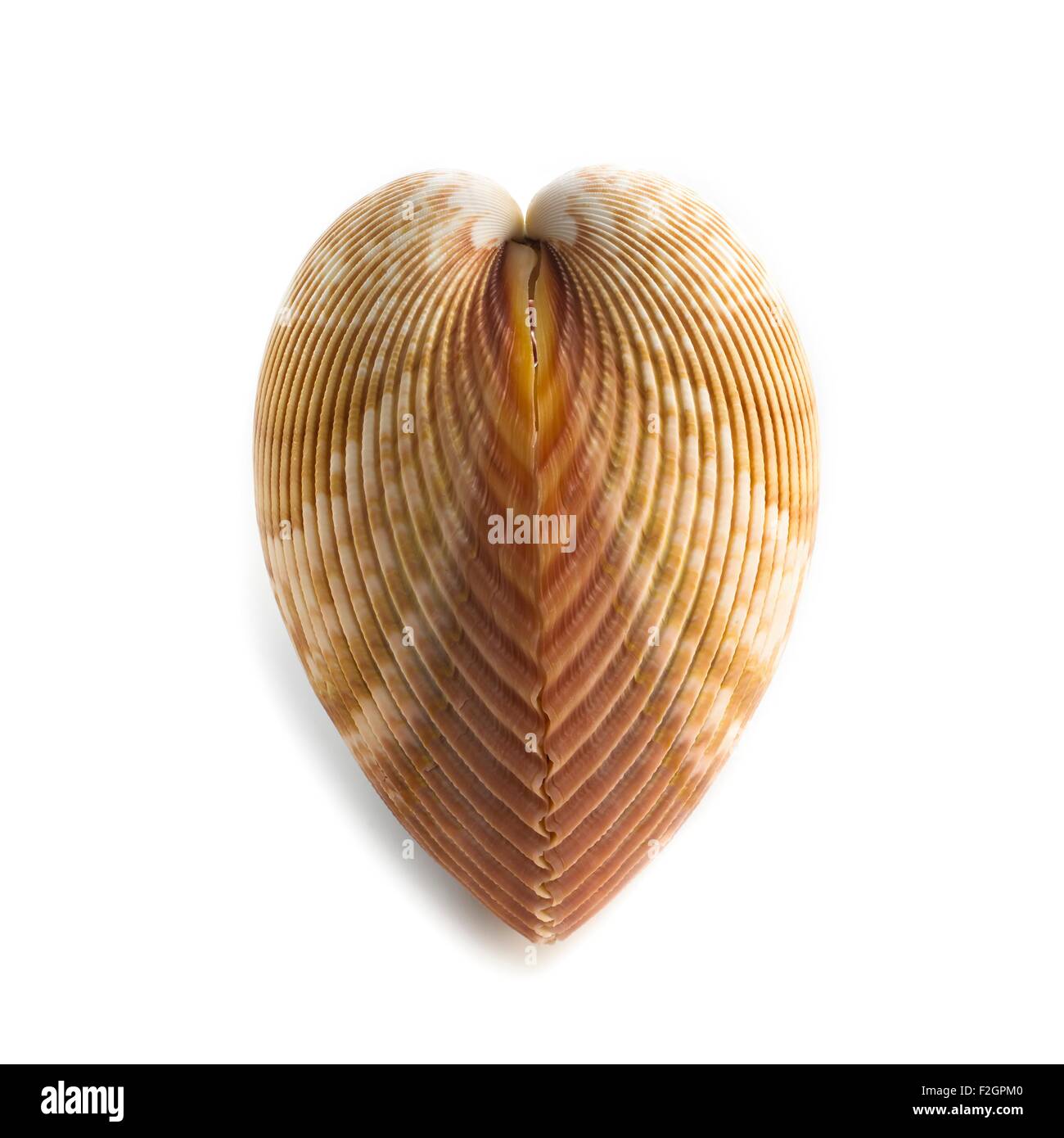 Heart cockle shell Stock Photo - Alamy