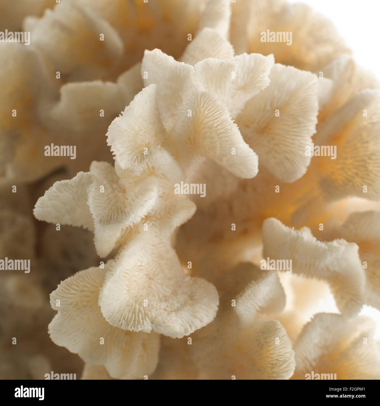Brush coral hi-res stock photography and images - Alamy