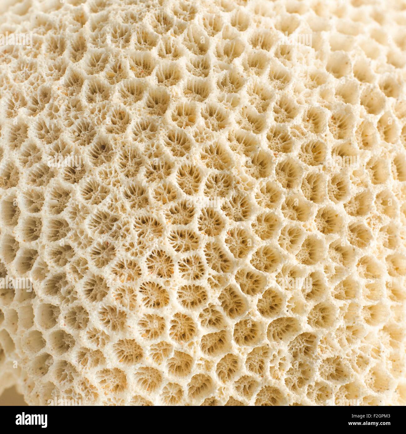 Brain coral family faviidae hi-res stock photography and images - Alamy