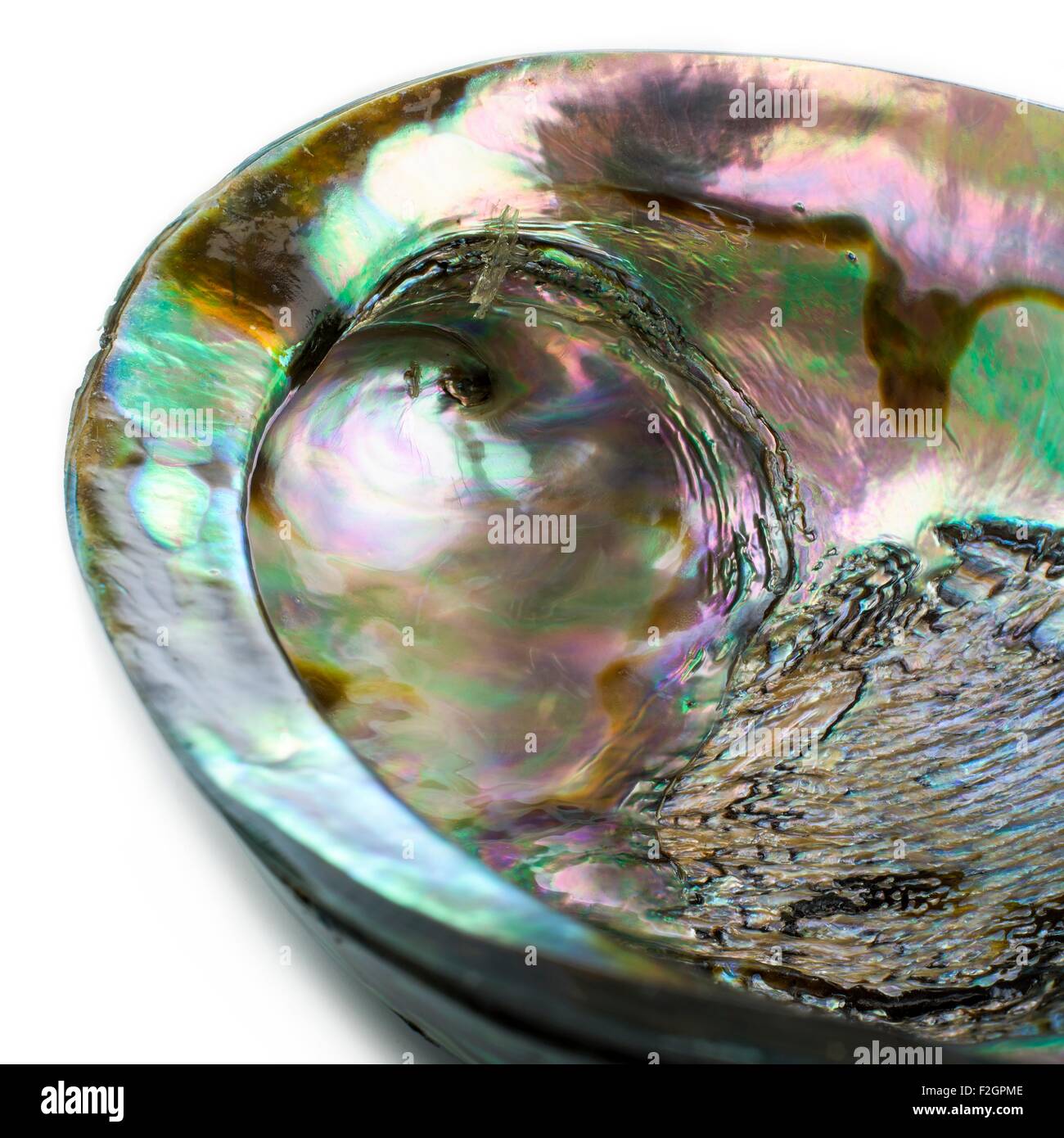 Close up abalone shell hi-res stock photography and images - Alamy