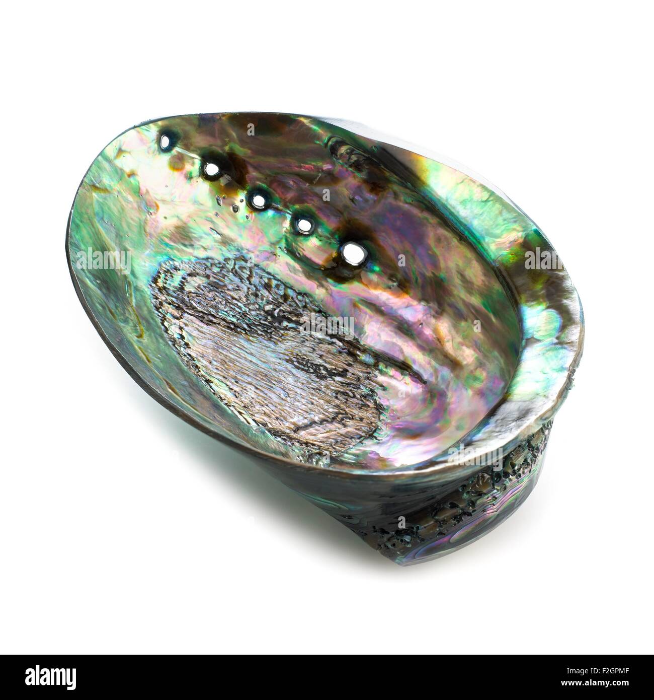 Green abalone Cut Out Stock Images & Pictures - Alamy
