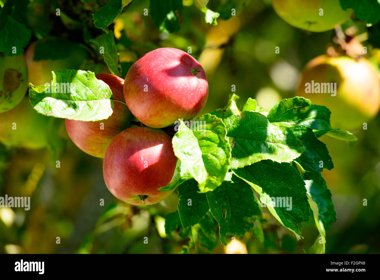 Apple fruits growing on an apple tree branch Stock Photo - Alamy