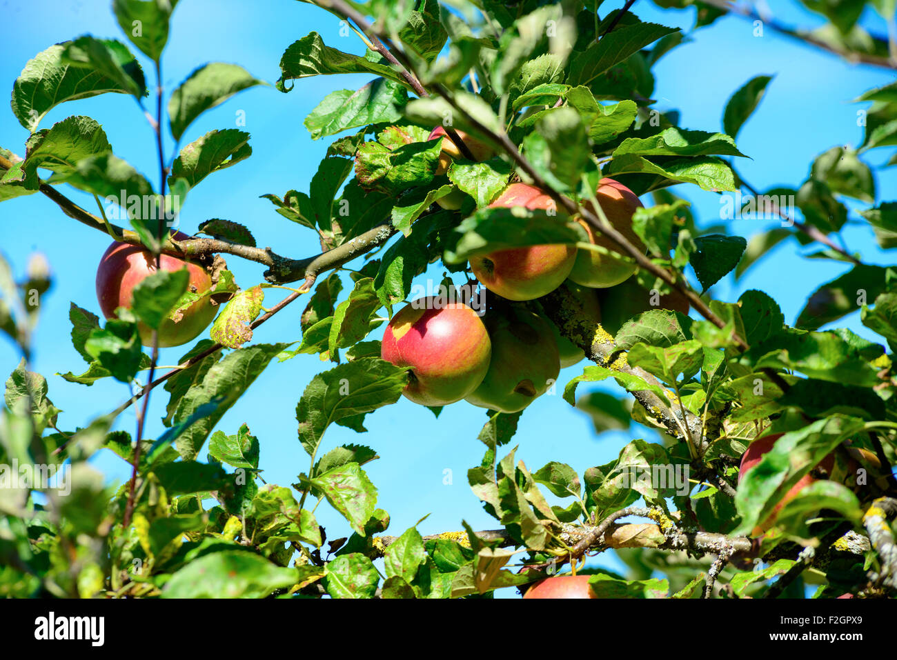 Apple fruits growing on an apple tree branch Stock Photo - Alamy