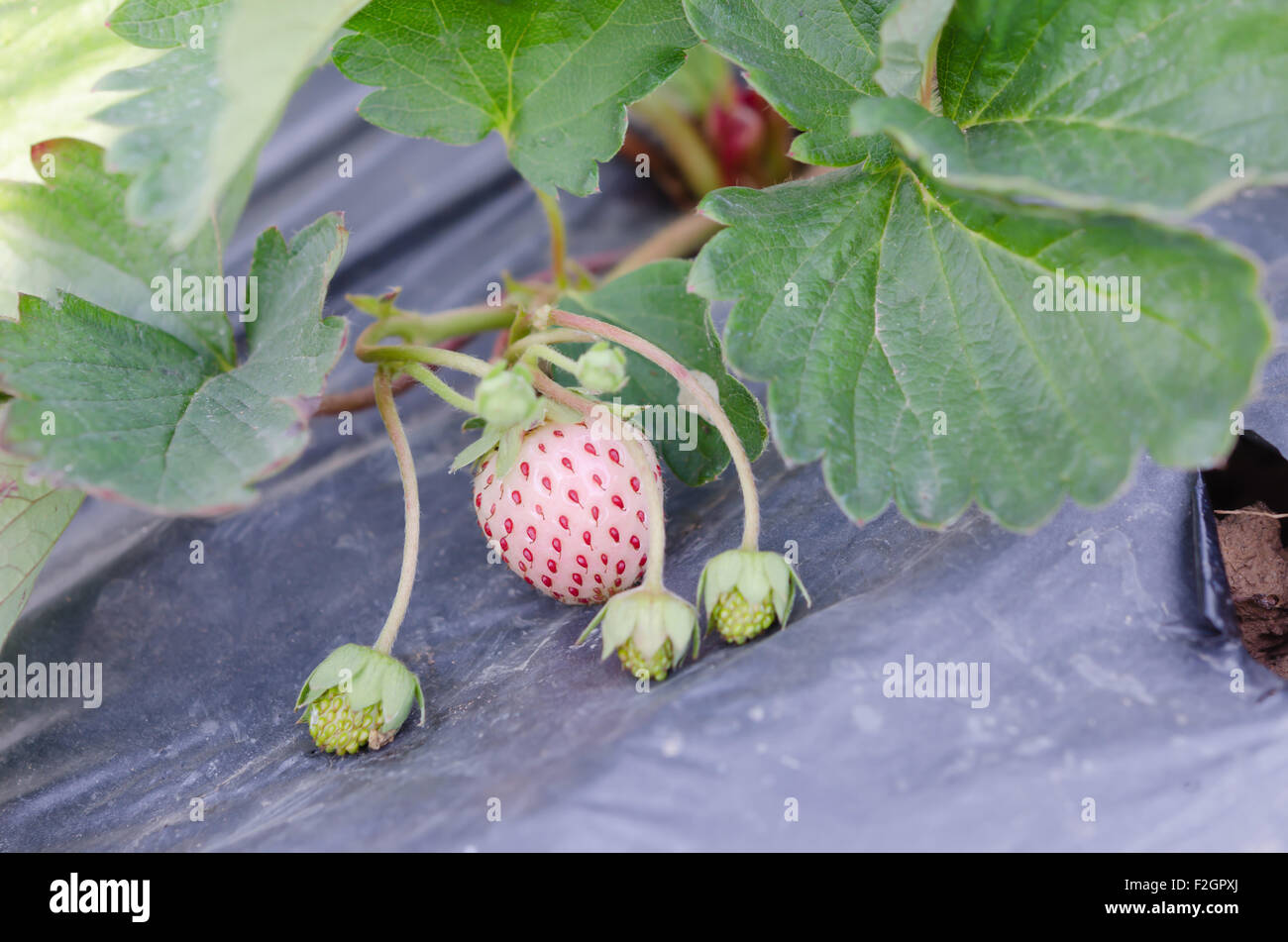 fresh Strawberry plants already ripe to harvest Stock Photo - Alamy